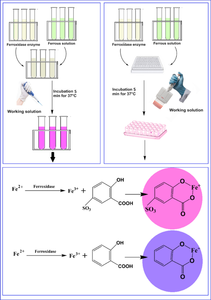 A new spectrophotometric method for measuring ceruloplasmin ferroxidase ...