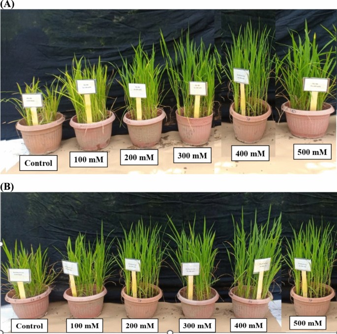 Zinc-regulated growth, chlorophyll, and antioxidant activity drive ...