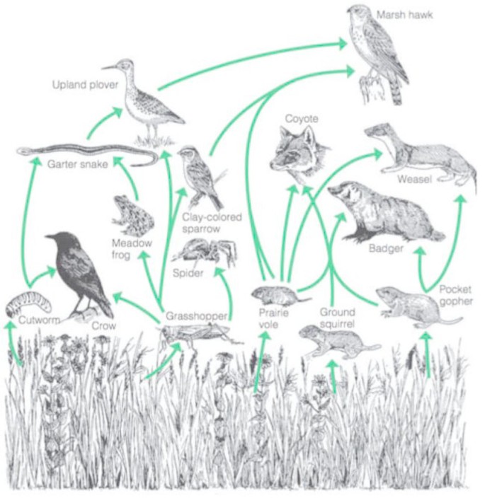 On mechanisms, pathways and their models | Biology & Philosophy