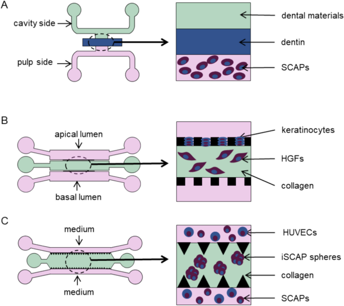 Research and development of microenvironment’s influence on stem cells ...