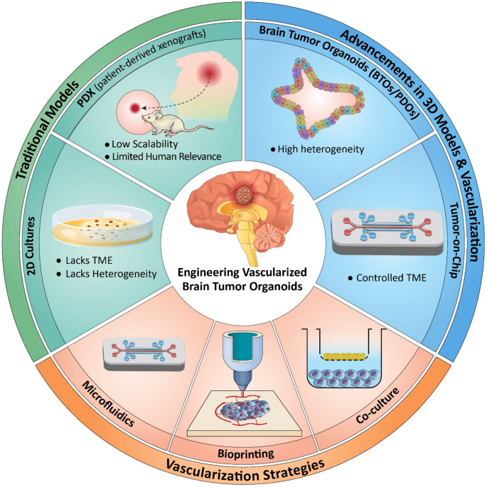 Engineering vascularized brain tumor organoids: bridging the gap ...