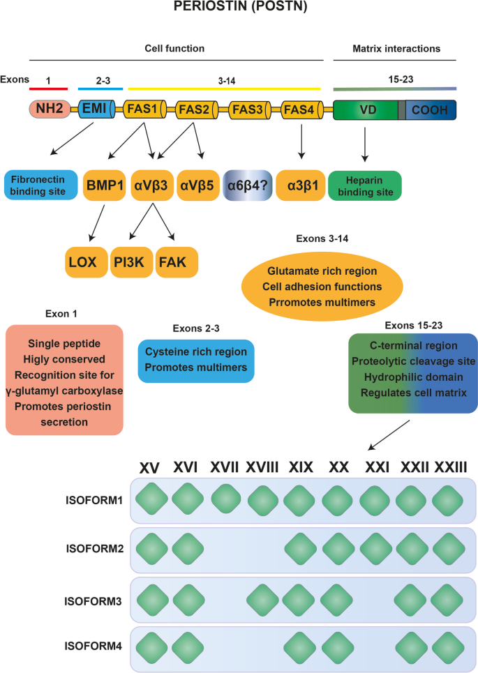 The roles of periostin derived from cancer-associated fibroblasts in ...