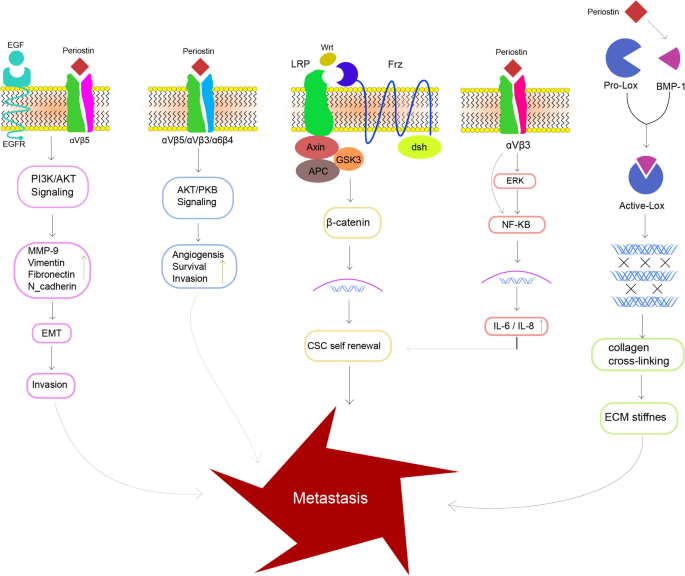 The roles of periostin derived from cancer-associated fibroblasts in ...