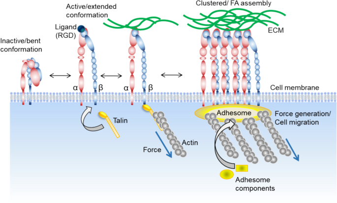 Integrins from extracellular vesicles as players in tumor ...