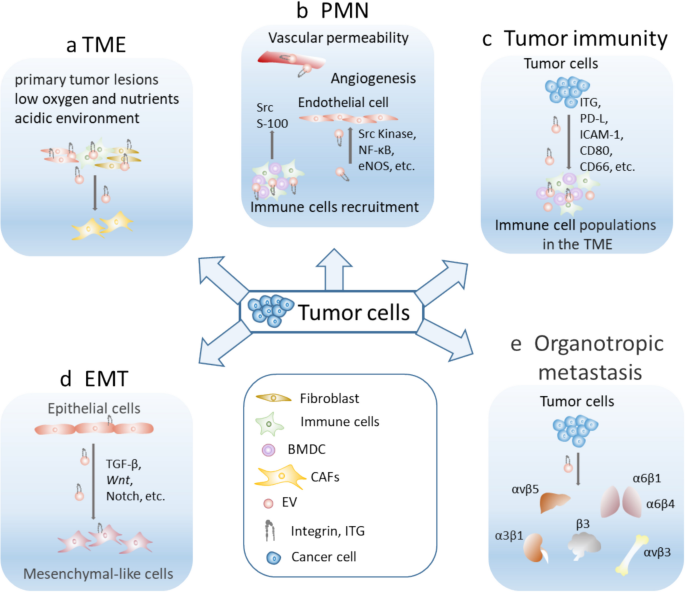 Integrins from extracellular vesicles as players in tumor ...