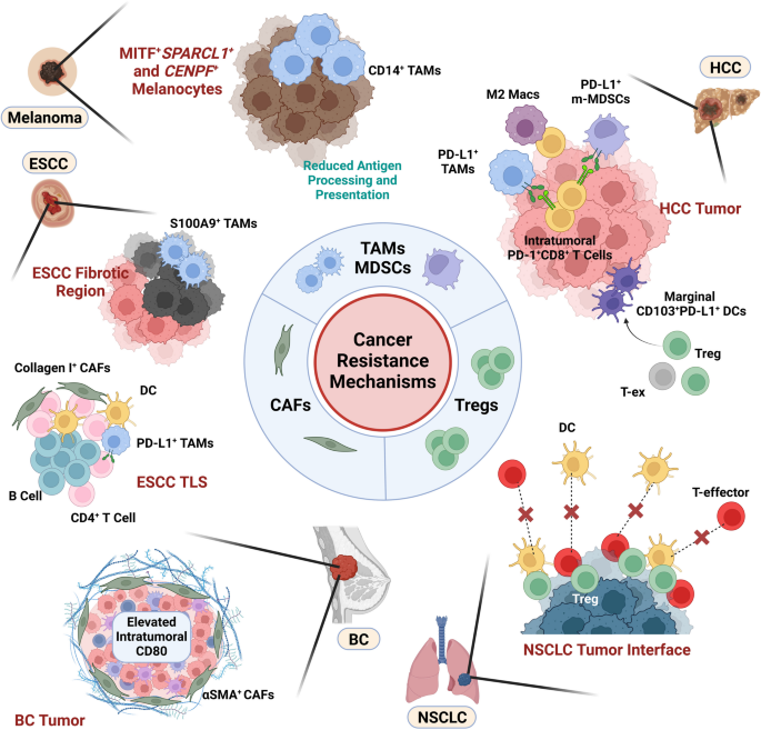 Spatial proteomics for investigating solid tumor resistance mechanisms ...