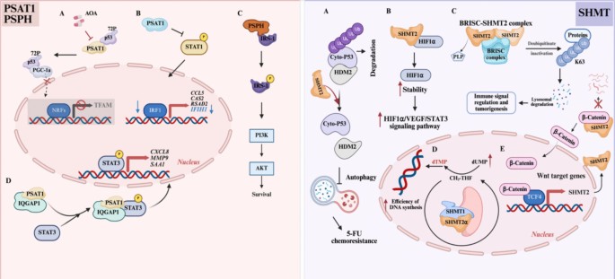 One-carbon metabolism in cancer: moonlighting functions of metabolic ...