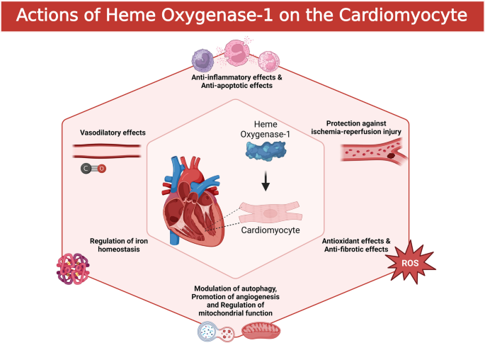 Heme Oxygenase-1, Cardiac Senescence, and Myocardial Infarction: A ...