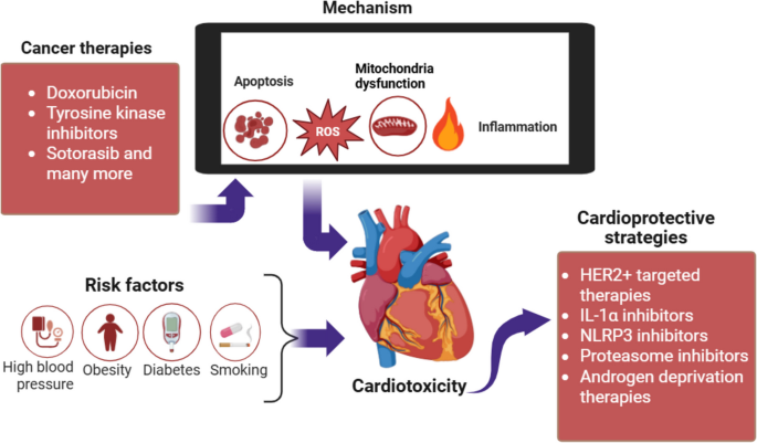 Cardiotoxicity Induced by Targeted Cancer Therapies: Understanding the ...