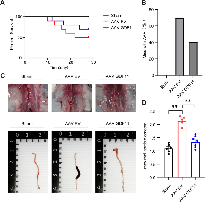 GDF11 Regulates Vascular Smooth Muscle Cell Phenotype Switching to ...