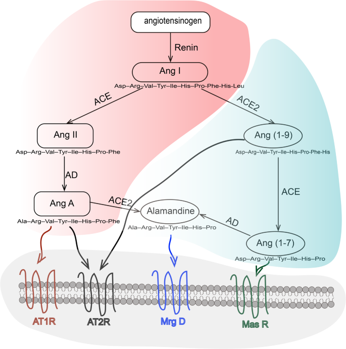Alamandine Attenuates Hypoxia-Induced Atrial Fibrosis and Atrial ...