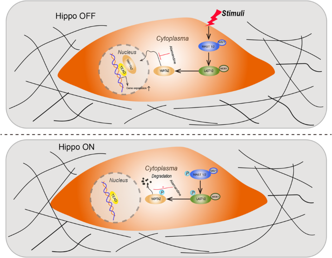 Alamandine Attenuates Hypoxia-Induced Atrial Fibrosis and Atrial ...
