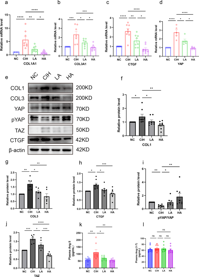 Alamandine Attenuates Hypoxia-Induced Atrial Fibrosis and Atrial ...