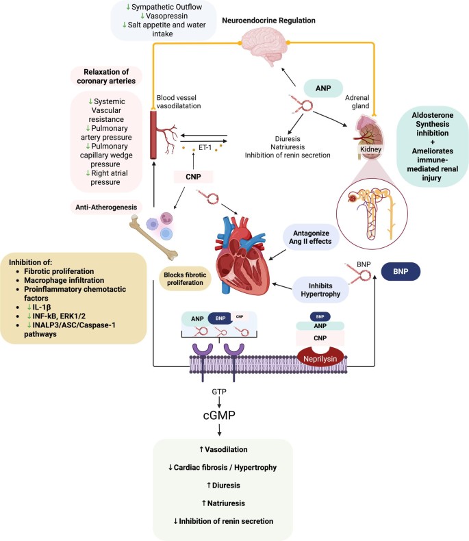 Natriuretic Peptides as Multisystem Regulators: From Clinical ...