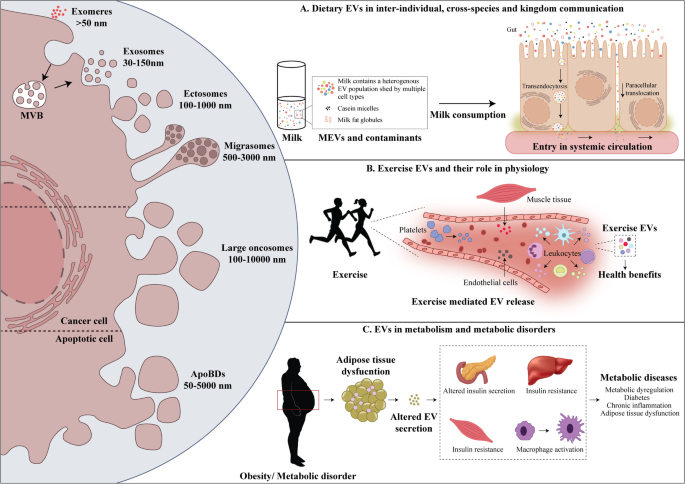 Extracellular Vesicles in Cardiac Cell Crosstalk: from Intercellular ...