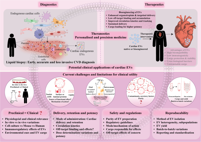Extracellular Vesicles in Cardiac Cell Crosstalk: from Intercellular ...