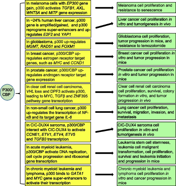 The important role of the histone acetyltransferases p300/CBP in cancer ...