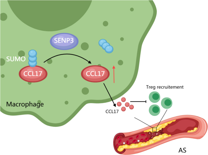 SENP3 mediated DeSUMOylation of macrophage derived CCL17 accelerates ...
