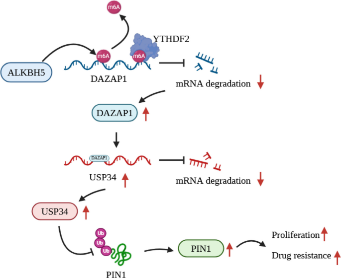 DAZAP1 promotes cancer progression and chemotherapy resistance by ...