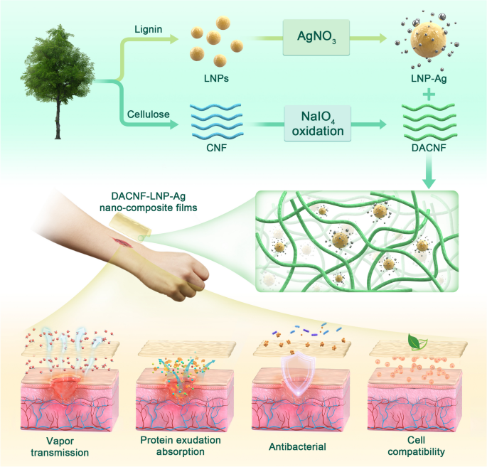 Nanocellulose-lignin films incorporating AgNPs for potential wound ...