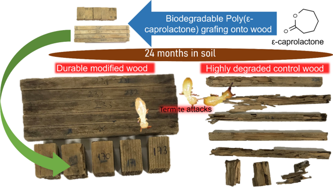 Durability of poly(ɛ-caprolactone) modified wood under outdoor soil ...
