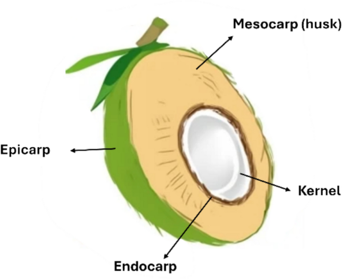Coconut fibers: a sustainable alternative to expanded polystyrene: a ...
