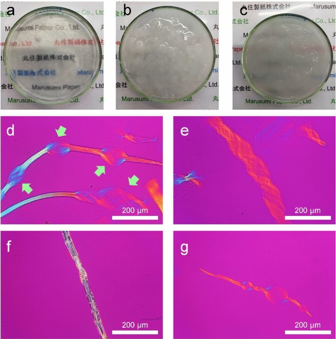 Development of sulfation for cellulose pulp to change its fiber ...