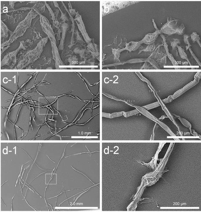 Development of sulfation for cellulose pulp to change its fiber ...