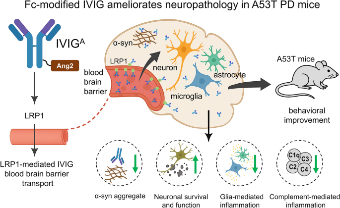 Fc-Modified IVIG with Enhanced Blood–Brain Barrier Penetration ...