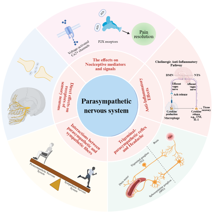 Peripheral Parasympathetic Networks in Pain: A Systems-Level Review of ...