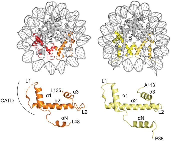 Preserving centromere identity: right amounts of CENP-A at the right ...
