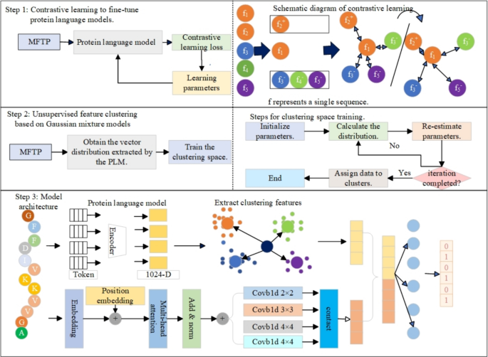 PLMCCL-TP: The protein language model and clustering method based on contrastive learning ...