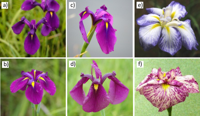 Genetic diversity in the traditional cultivars and wild ancestor of near-threatened Japanese ...