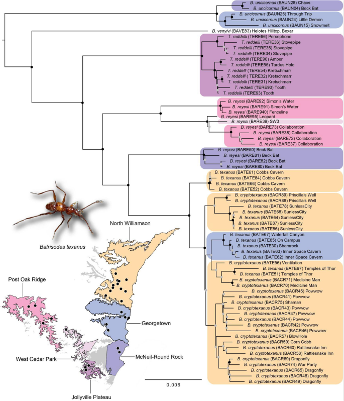 Phylogenomics of endangered troglobiotic rove beetles (Coleoptera ...