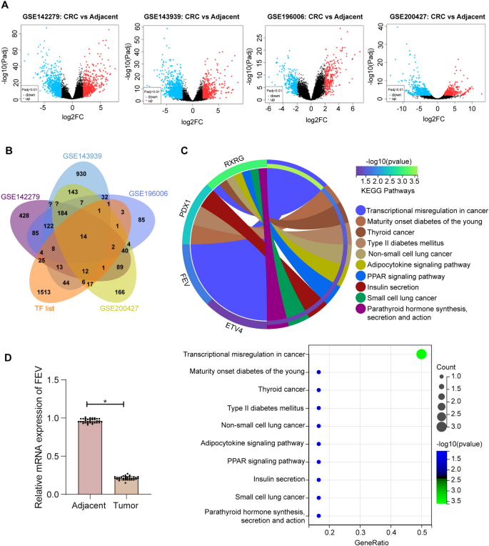 FEV-mediated WNT2 transcription is involved in the progression of ...