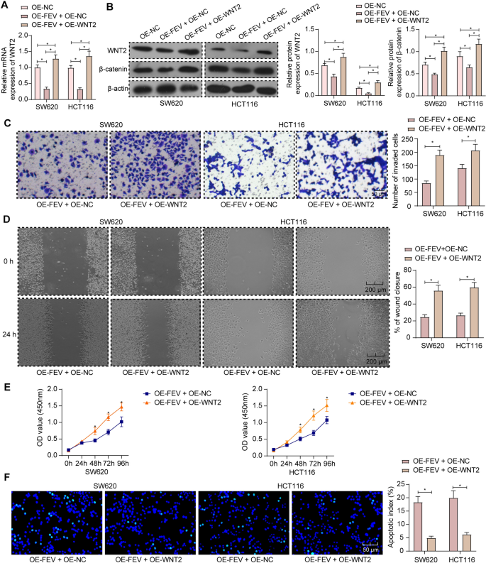 FEV-mediated WNT2 transcription is involved in the progression of ...