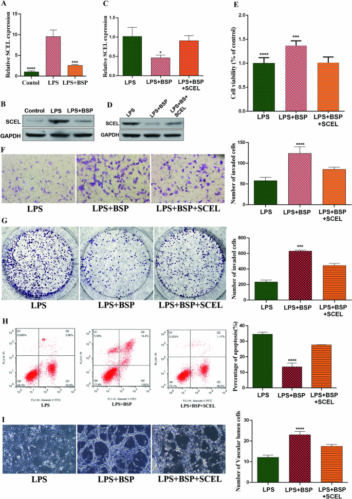 BSP promotes skin wound healing by regulating the expression level of ...