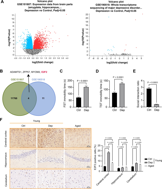 E2F2 induces microglial activation and augments depressive-like ...