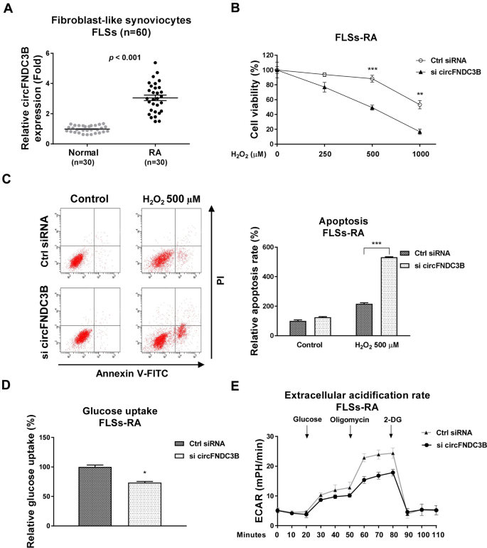Blocking circular RNA FNDC3B induces fibroblast-like synoviocytes ...