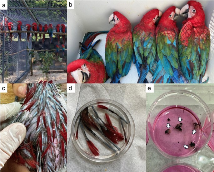 Capturing avian somatic cells using feather pulp fibroblast culture as ...