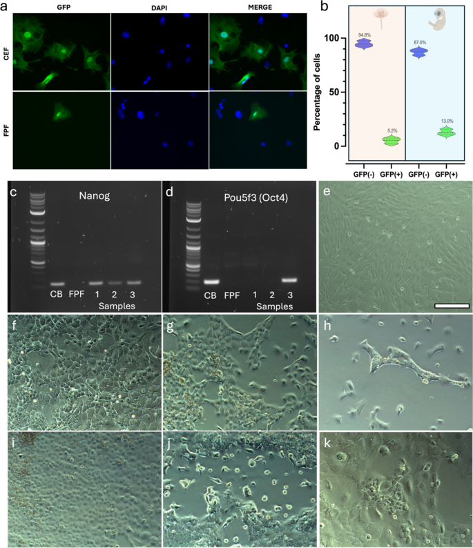 Capturing avian somatic cells using feather pulp fibroblast culture as ...