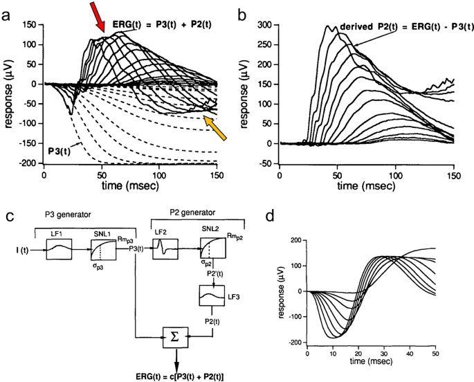 Advanced computational model of rod ERG kinetics | Documenta ...