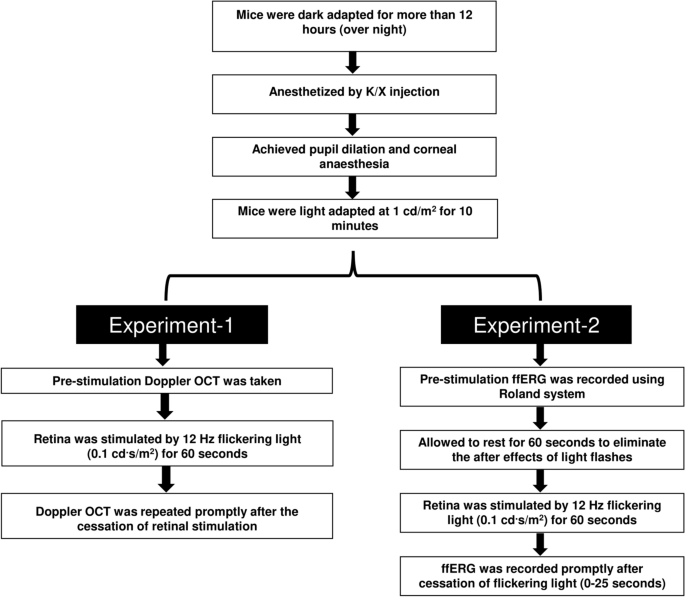 Effects of flickering light stimulation on retinal blood flow and full ...