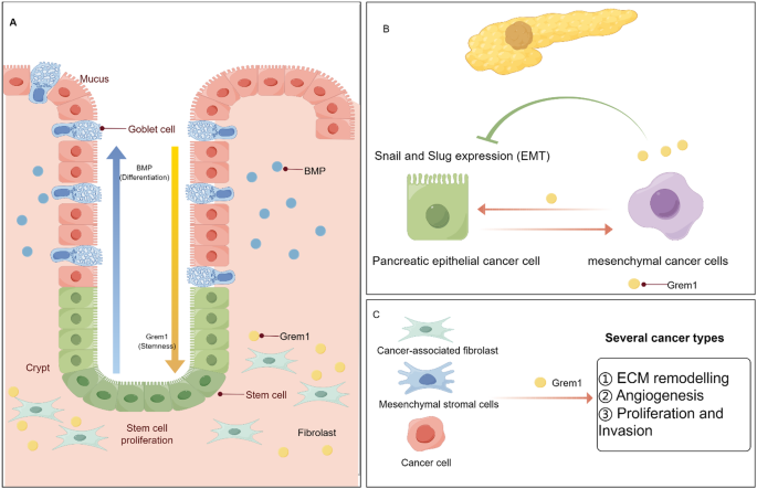 Gremlin1: a BMP antagonist with therapeutic potential in Oncology ...