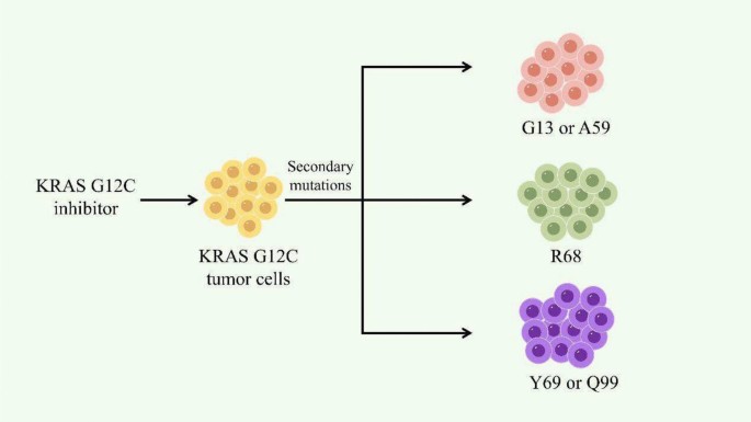 Progress of KRAS G12C inhibitors in the treatment of refractory ...