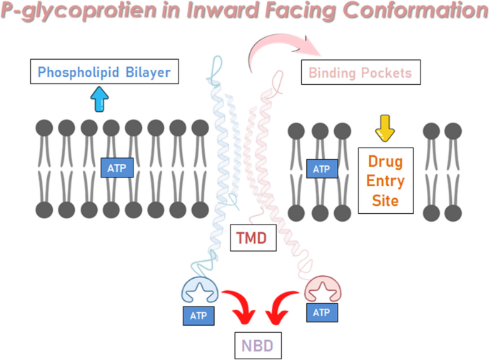 Advanced strategies to overcome multidrug resistance in cancer therapy ...