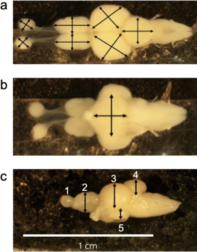 Brain form and foraging behaviour in a stream fish | Environmental ...