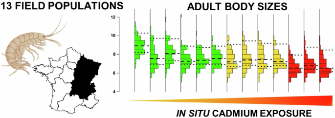 Chronic metal contamination shapes the size structure of Gammarus ...