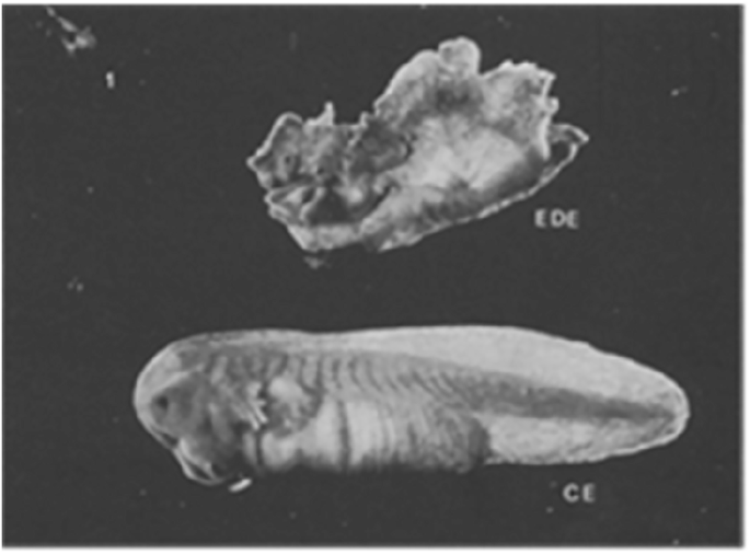 How toxicity drives evolution: past, present and future | Ecotoxicology