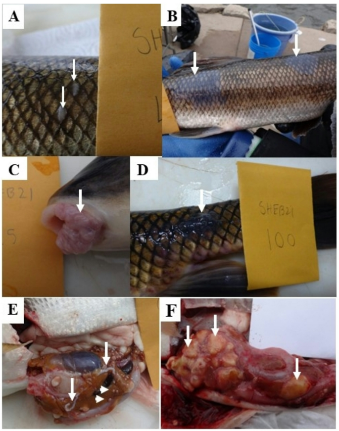 Assessment of the fish tumors or other deformities beneficial use ...